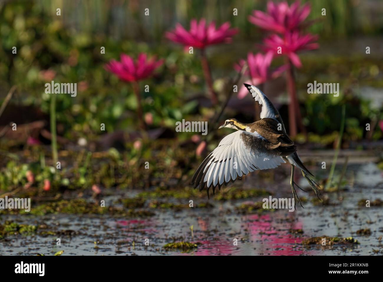 A Pheasant-Tailed Jacana flying over lake Stock Photo - Alamy