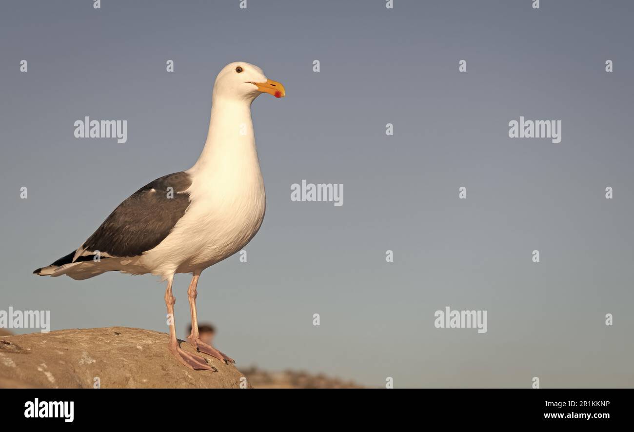 Larus marinus gull seabird standing on rock sky background, copy space ...
