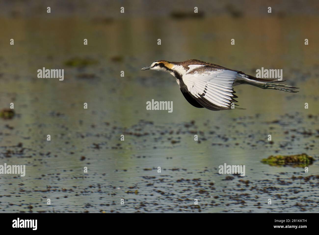 Pheasant tailed jacana wings hi-res stock photography and images - Alamy