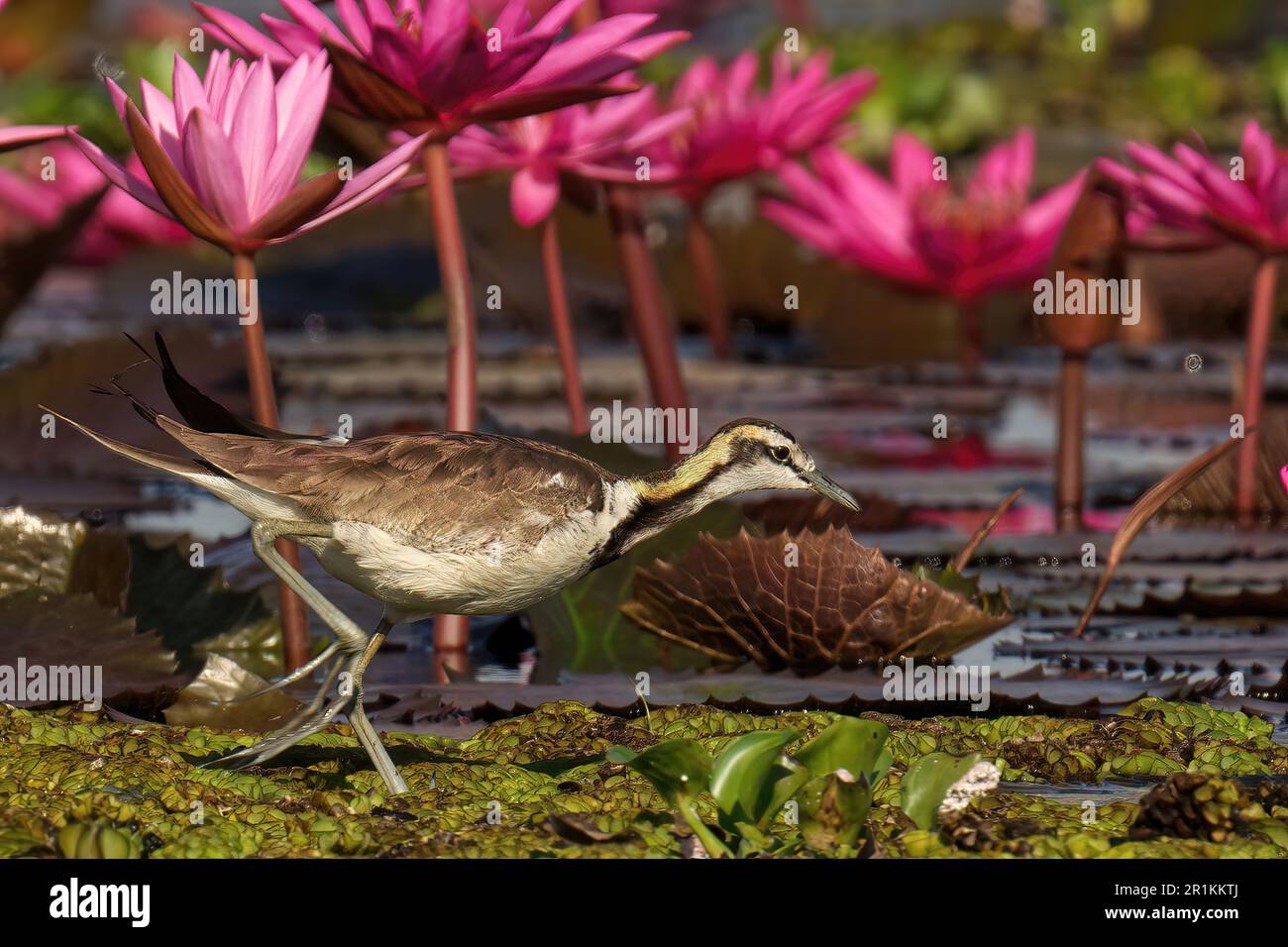 Flying pheasant tailed jacana hi-res stock photography and images - Alamy