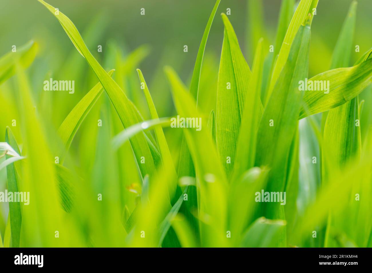 Green juicy spring grass in hi-res stock photography and images - Alamy