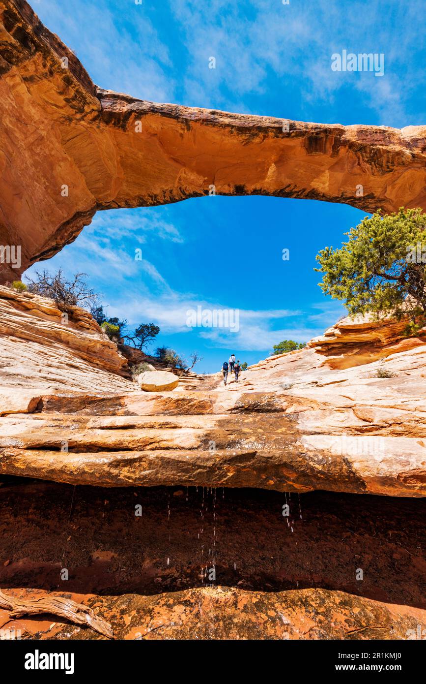 Hikers; natural freshwater spring flows under Owachomo Bridge; Natural ...