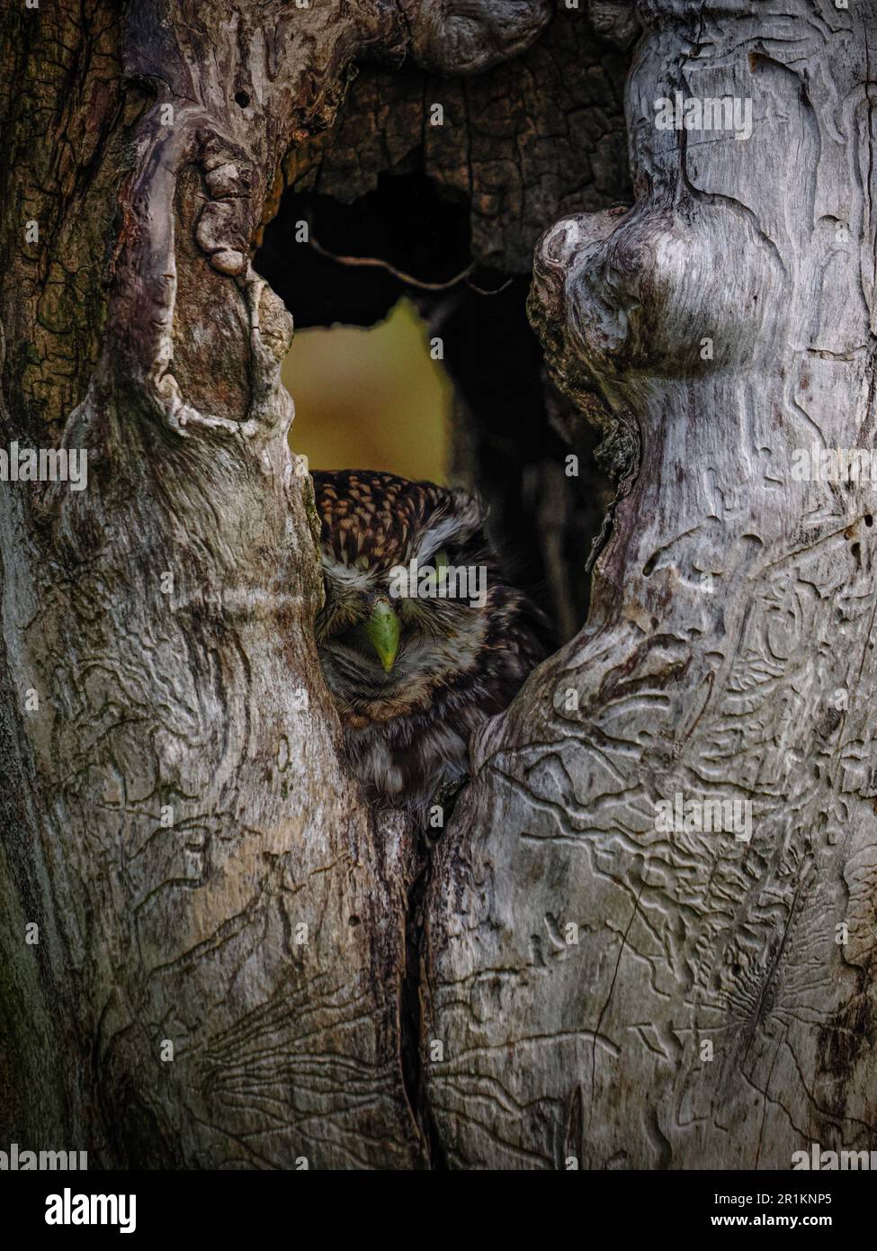 Little Owl hidden away in tree. It looked perfectly camouflaged Stock ...