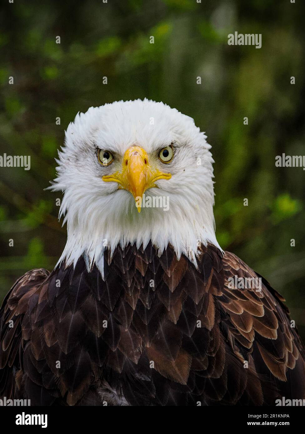 Very majestic Blad Eagle Stock Photo - Alamy