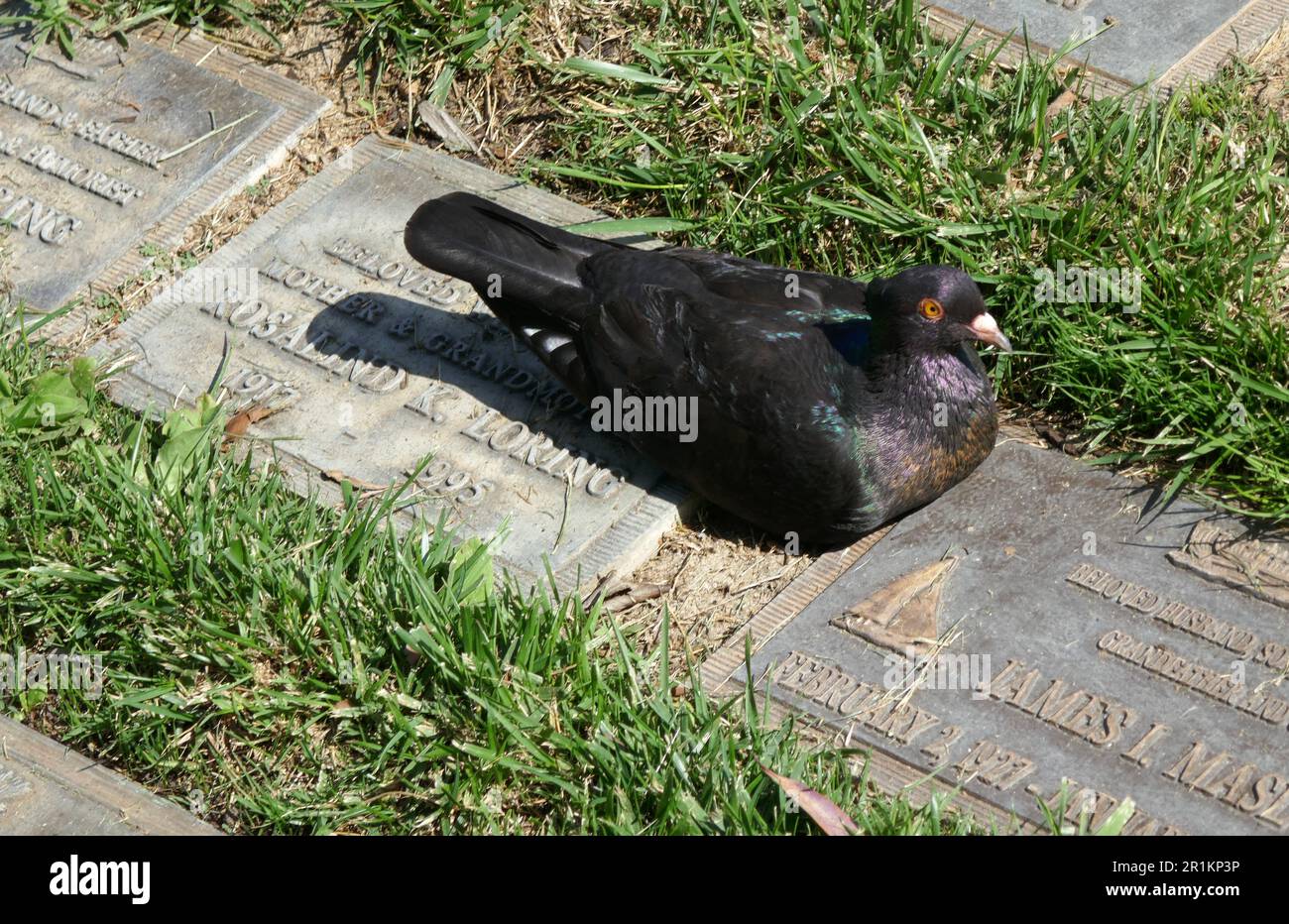 Hillside memorial park culver hi-res stock photography and images - Alamy