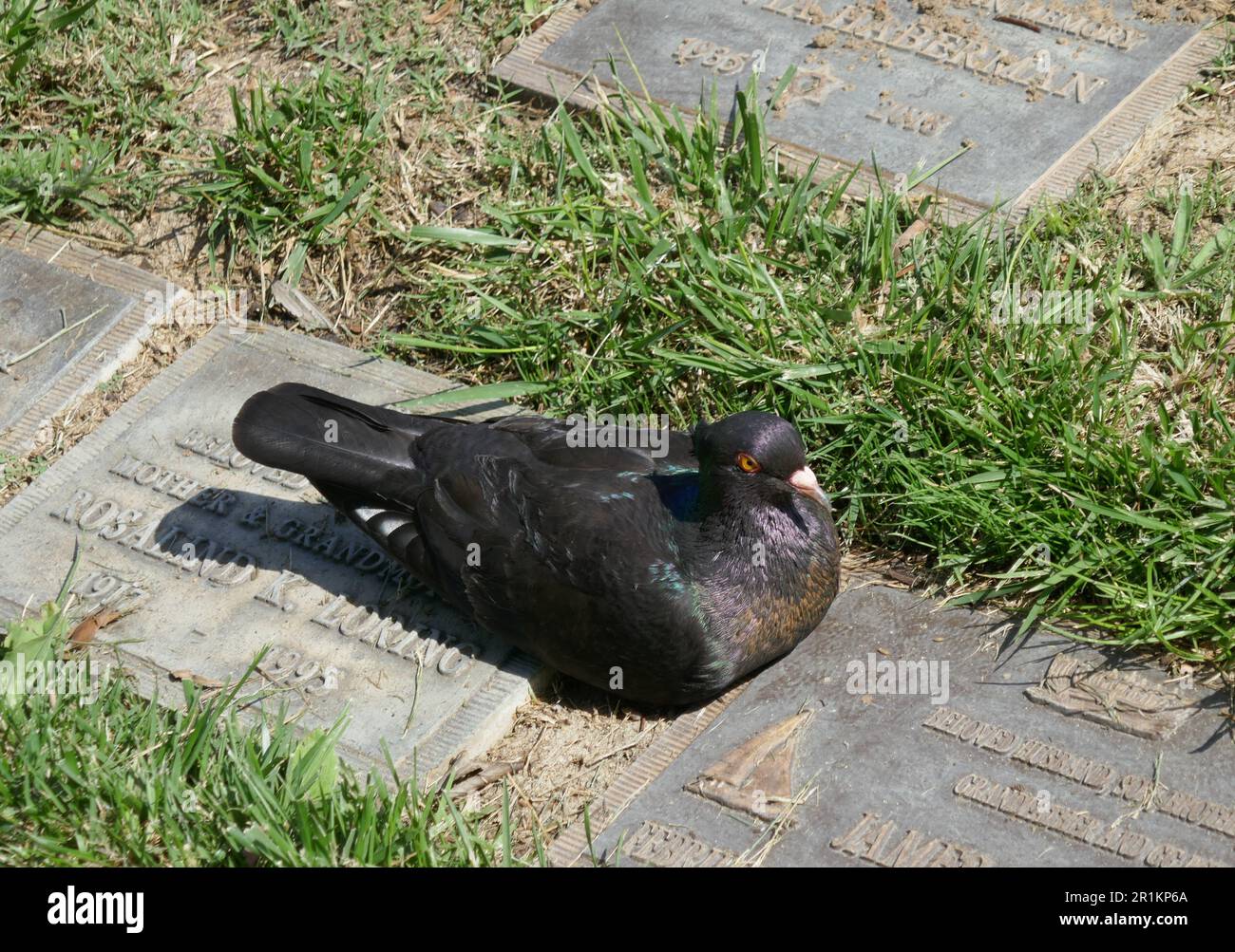 Los Angeles, California, USA 12th May 2023 Pigeon on Graves in Canaan ...