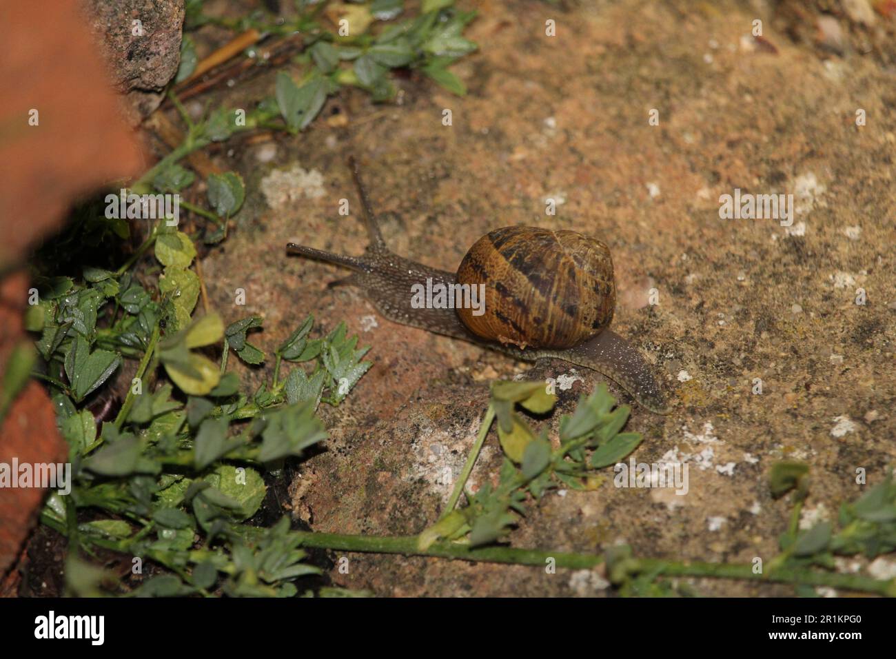 Movimiento de caracol hi-res stock photography and images - Alamy