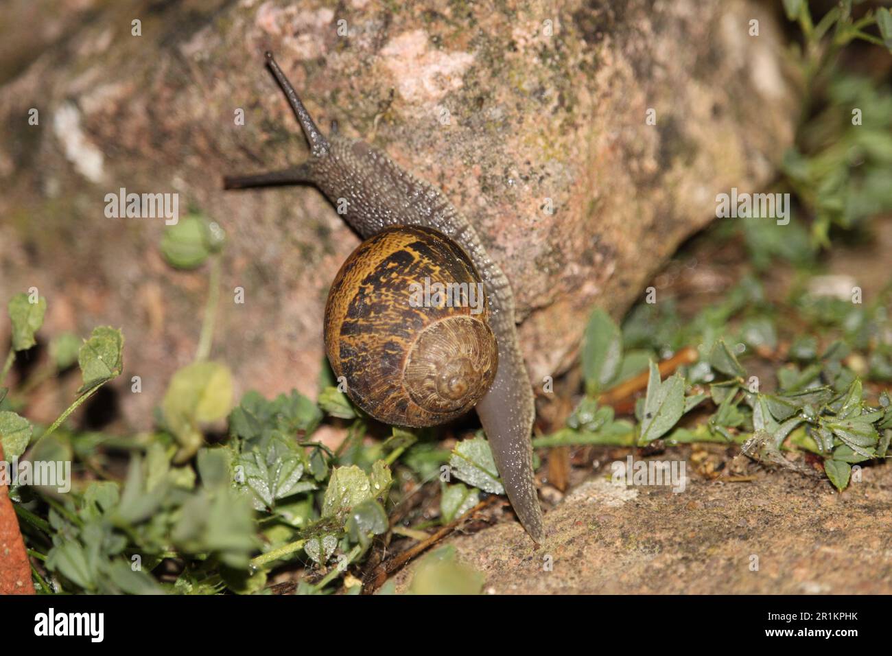 Caracol de la naturaleza hi-res stock photography and images - Alamy