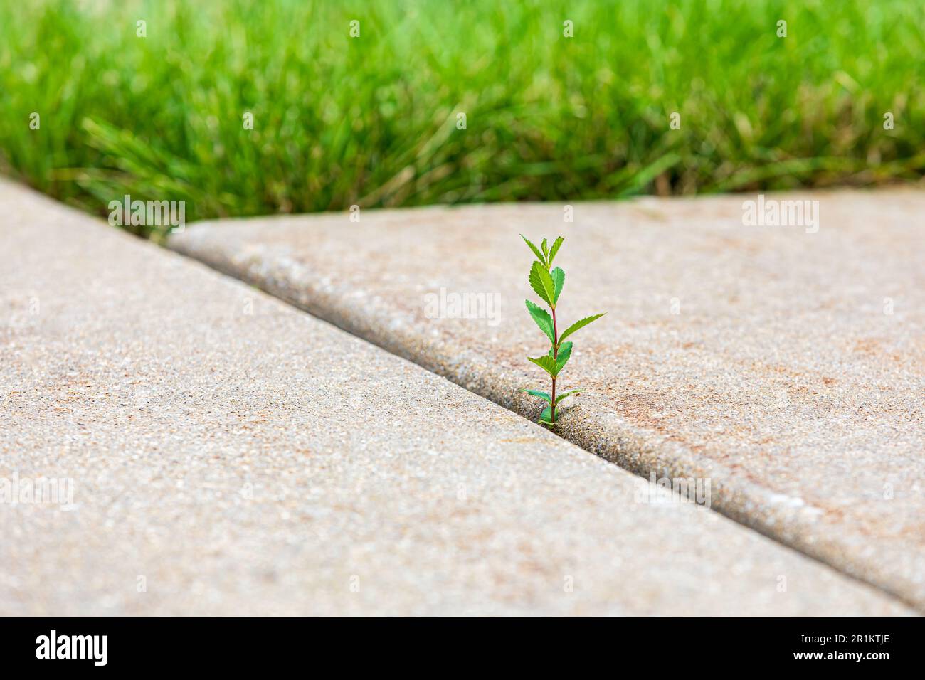 Weed growing in crack of concrete sidewalk. Lawncare, landscaping and ...