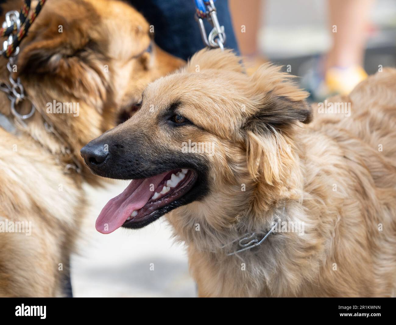 Spanish sheepdog hi-res stock photography and images - Alamy