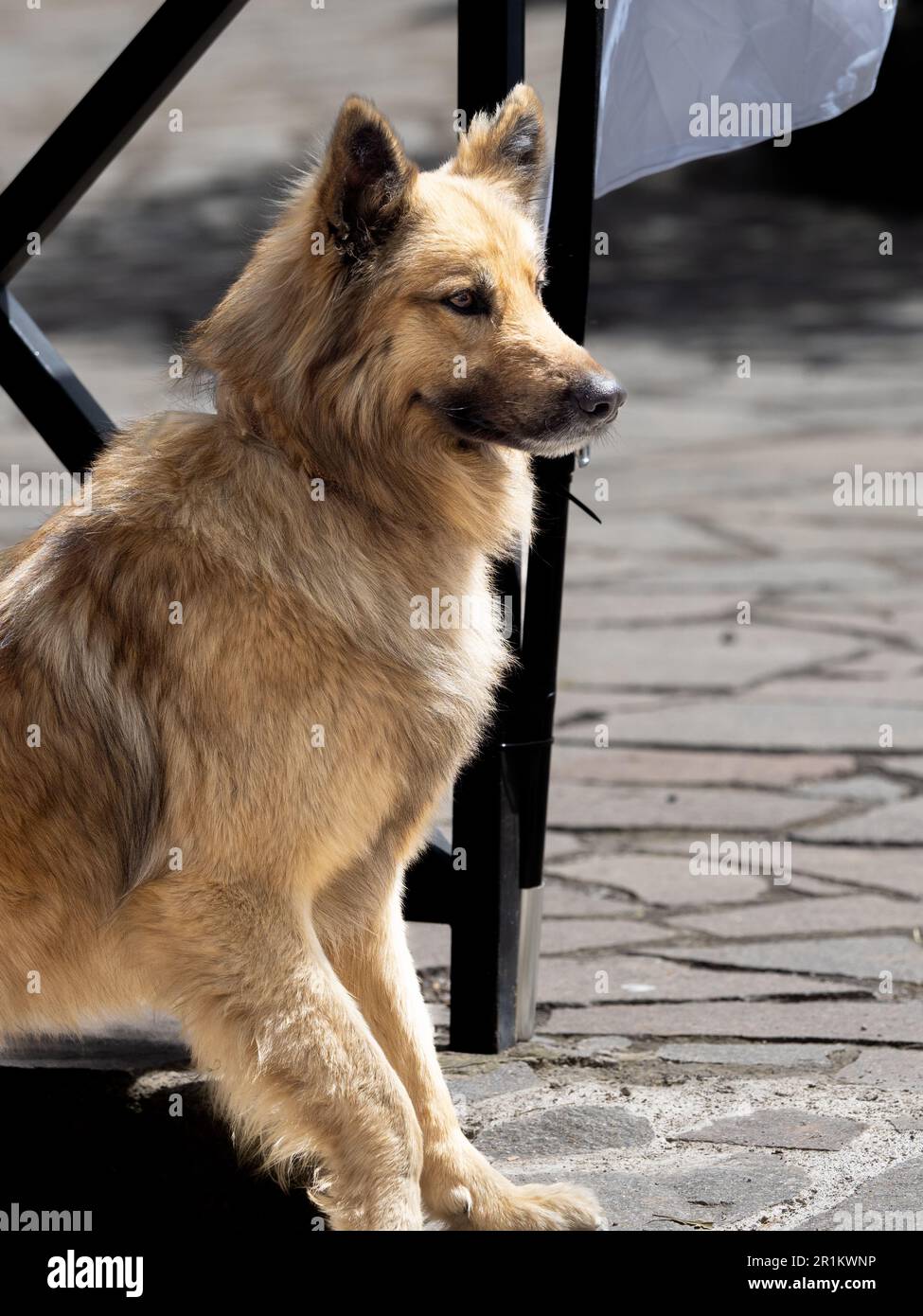Pastor de garafia hi-res stock photography and images - Alamy