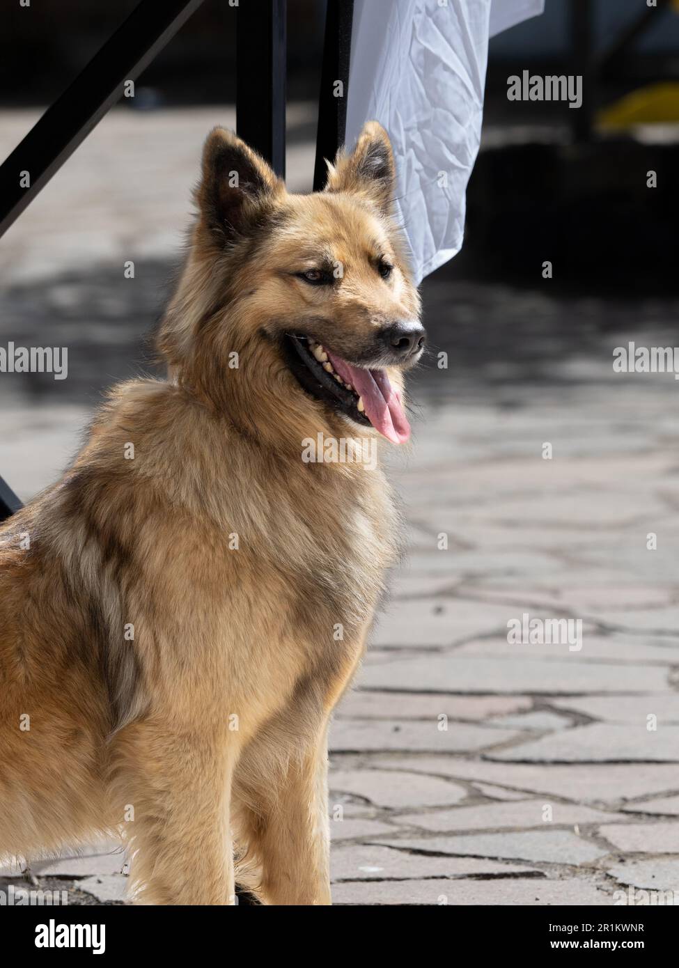 Spanish sheepdog hi-res stock photography and images - Alamy