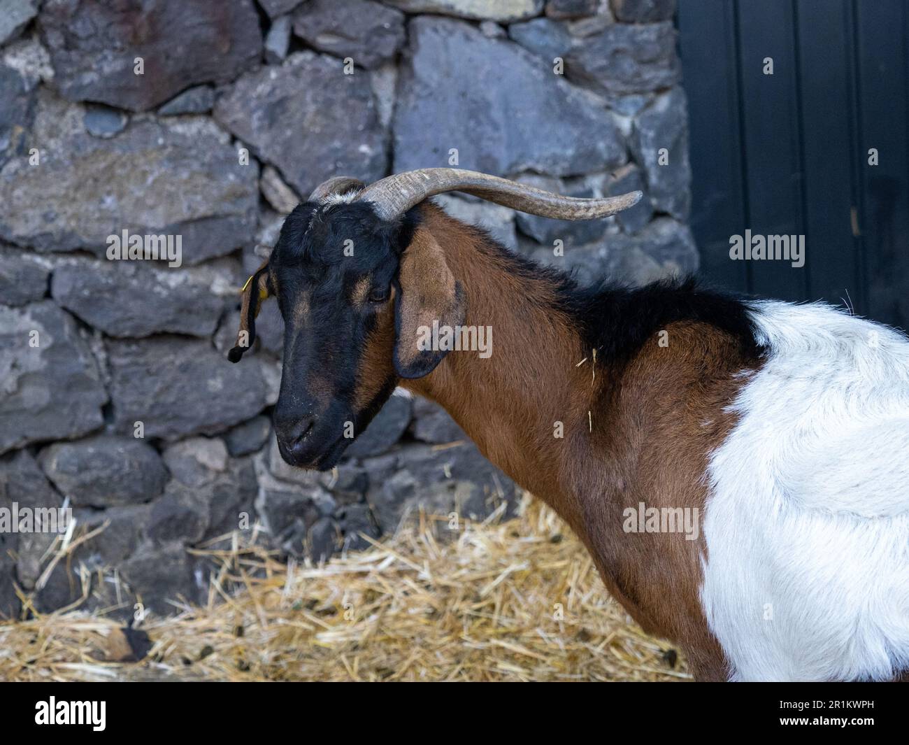 Majorera goat, native breed in Tenerife of the Canary Island Stock ...
