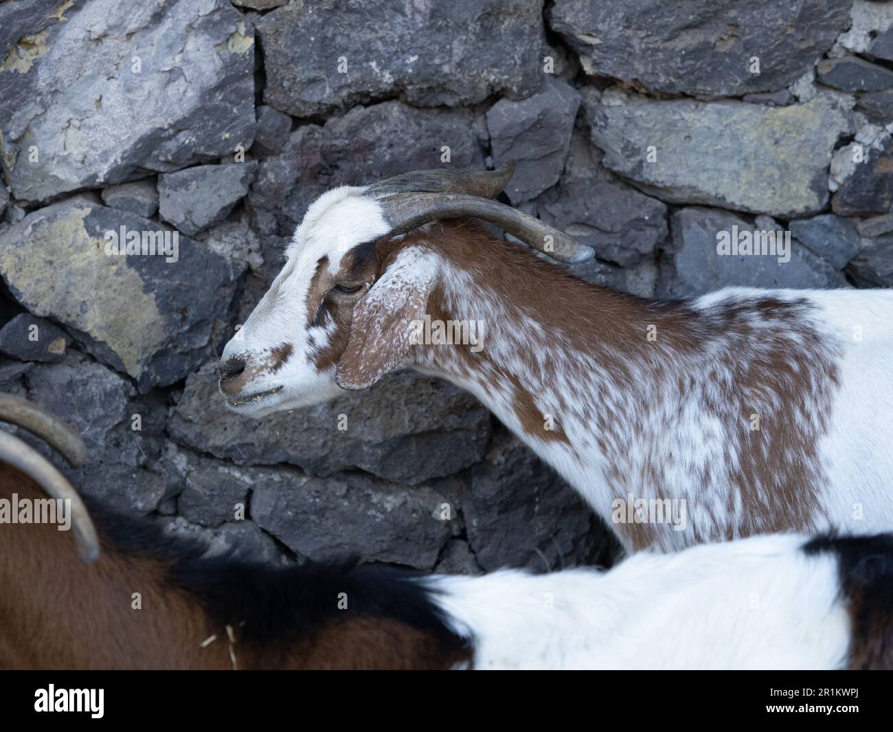 Majorera goat, native breed in Tenerife of the Canary Island Stock ...