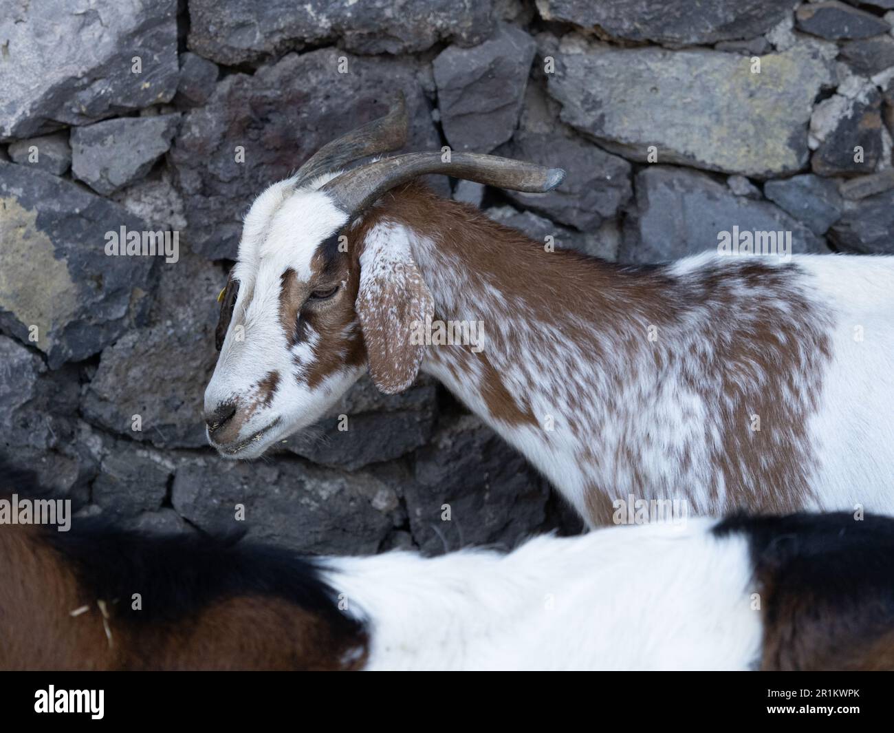 Majorera goat, native breed in Tenerife of the Canary Island Stock ...