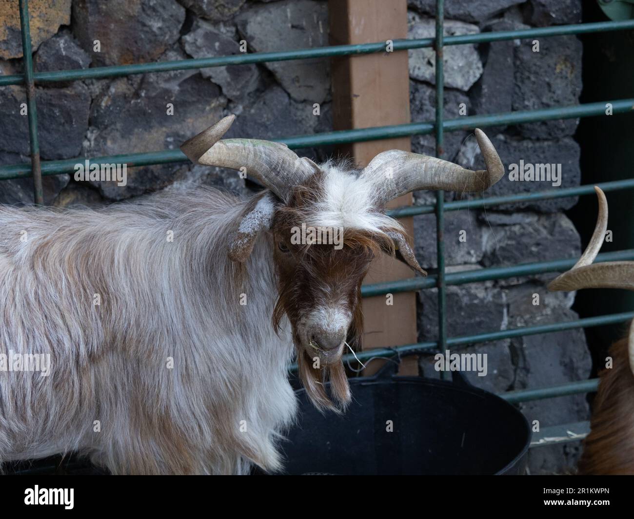 Palmera goat Spanish autochthonous breed from Canary Island of La Palma ...