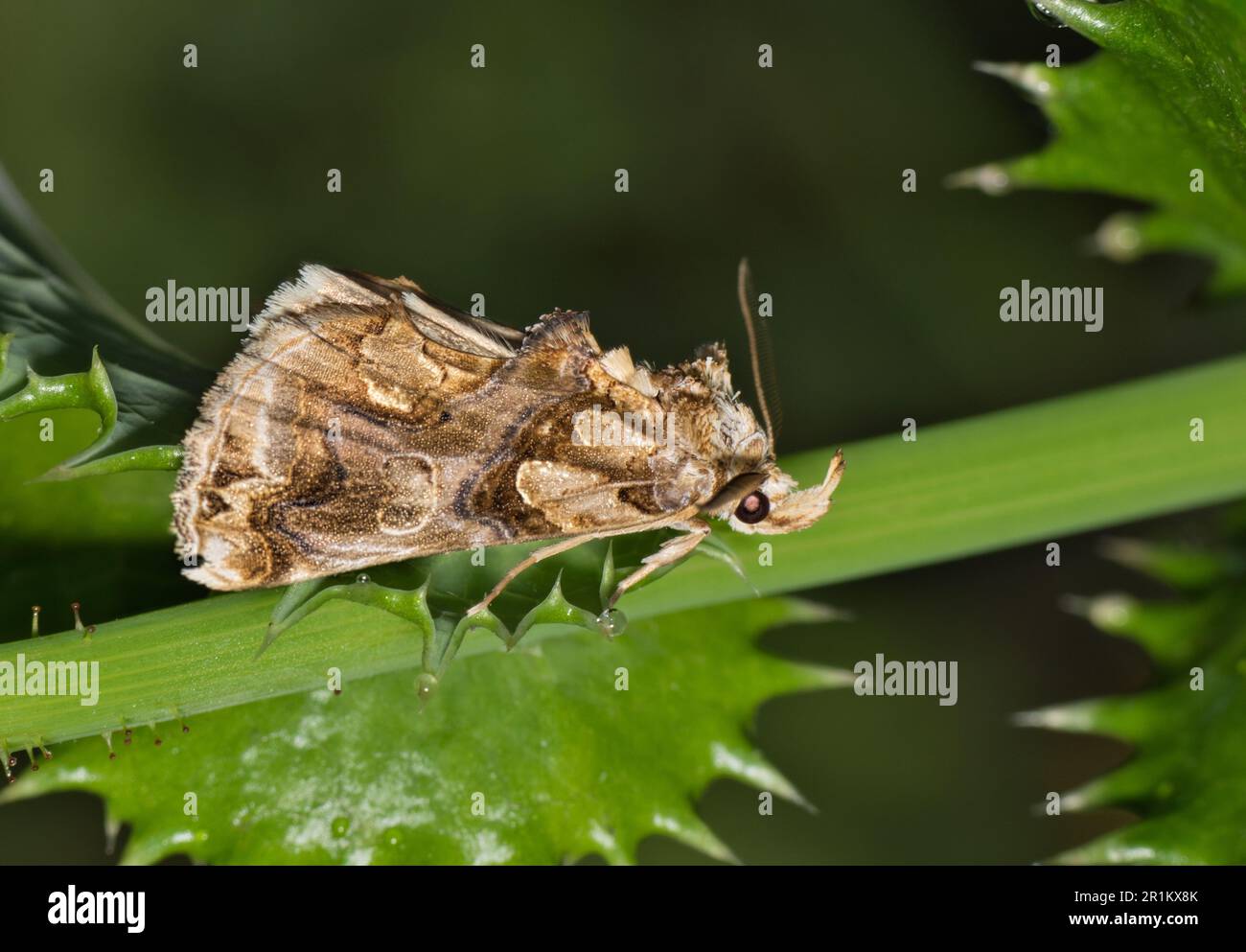 Moonseed Moth (Plusiodonta compressipalpis) roosting on a plant stem at ...