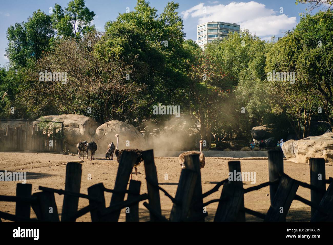 Chapultepec zoo in mexico city hi-res stock photography and images - Alamy