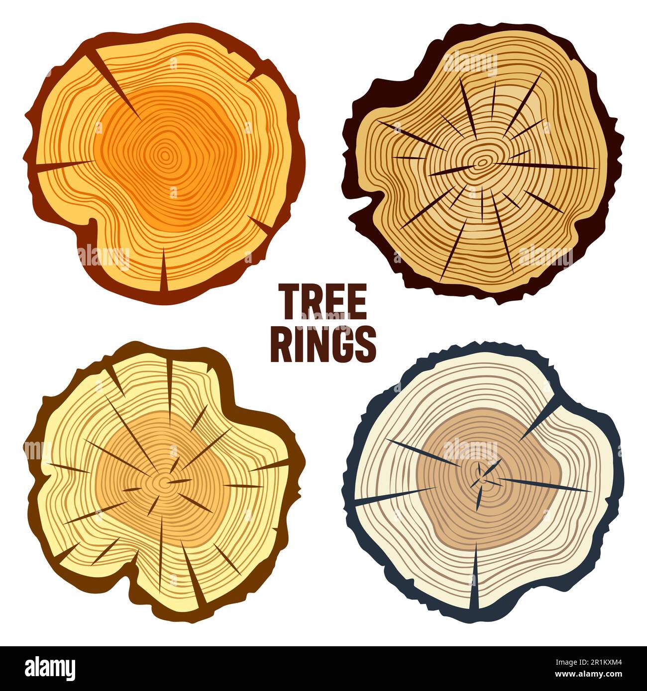 Round colorful tree trunk cuts, sawn pine or oak slices, lumber. Saw ...