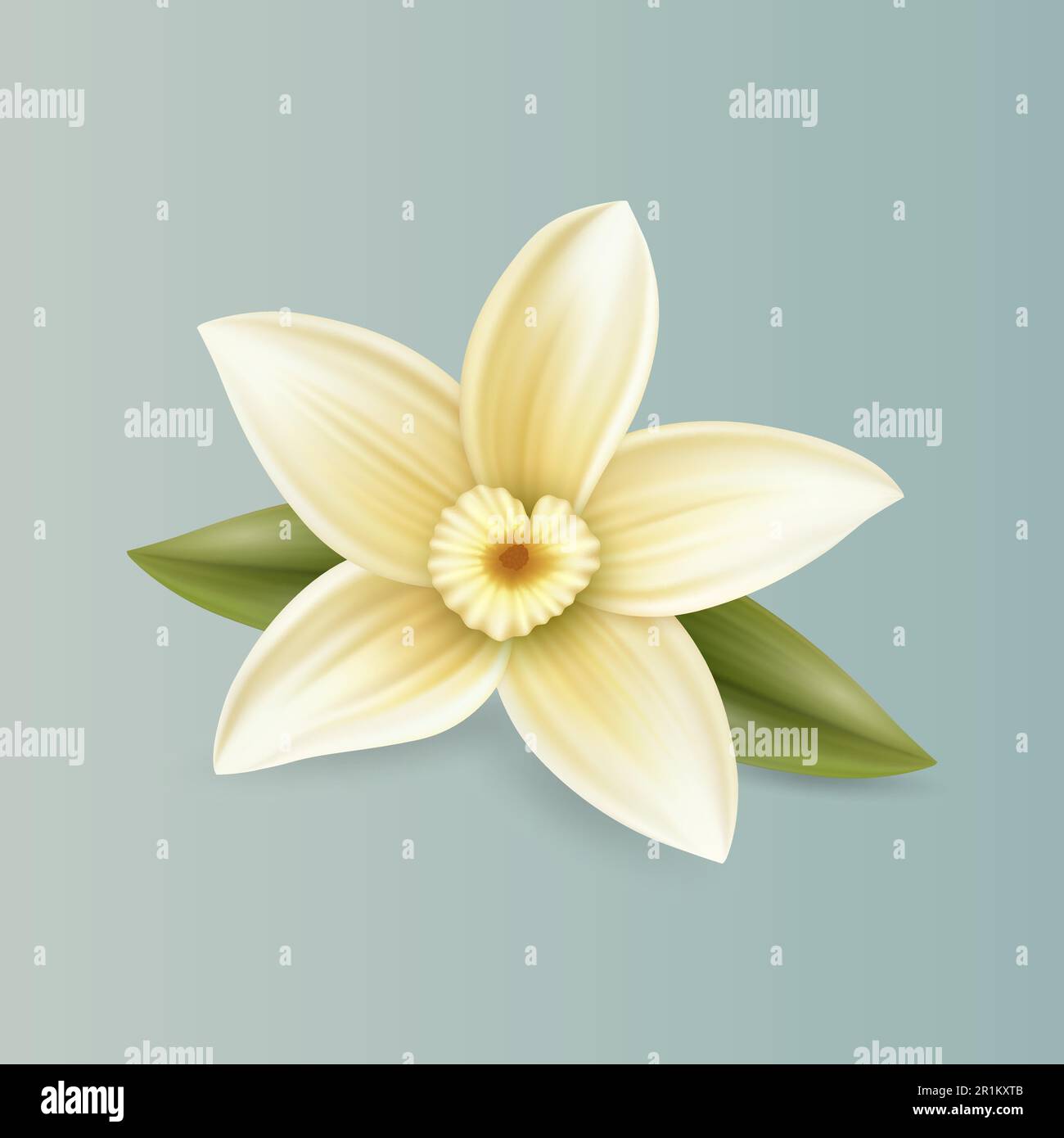 Vector 3d Realistic Sweet Scented Fresh Vanilla Flower with Leaves ...