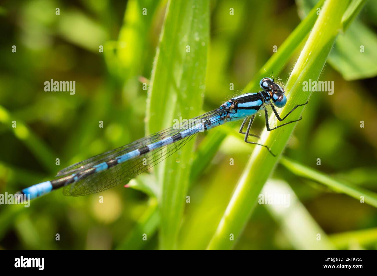 Common Blue damselfly on a green stalk Stock Photo - Alamy