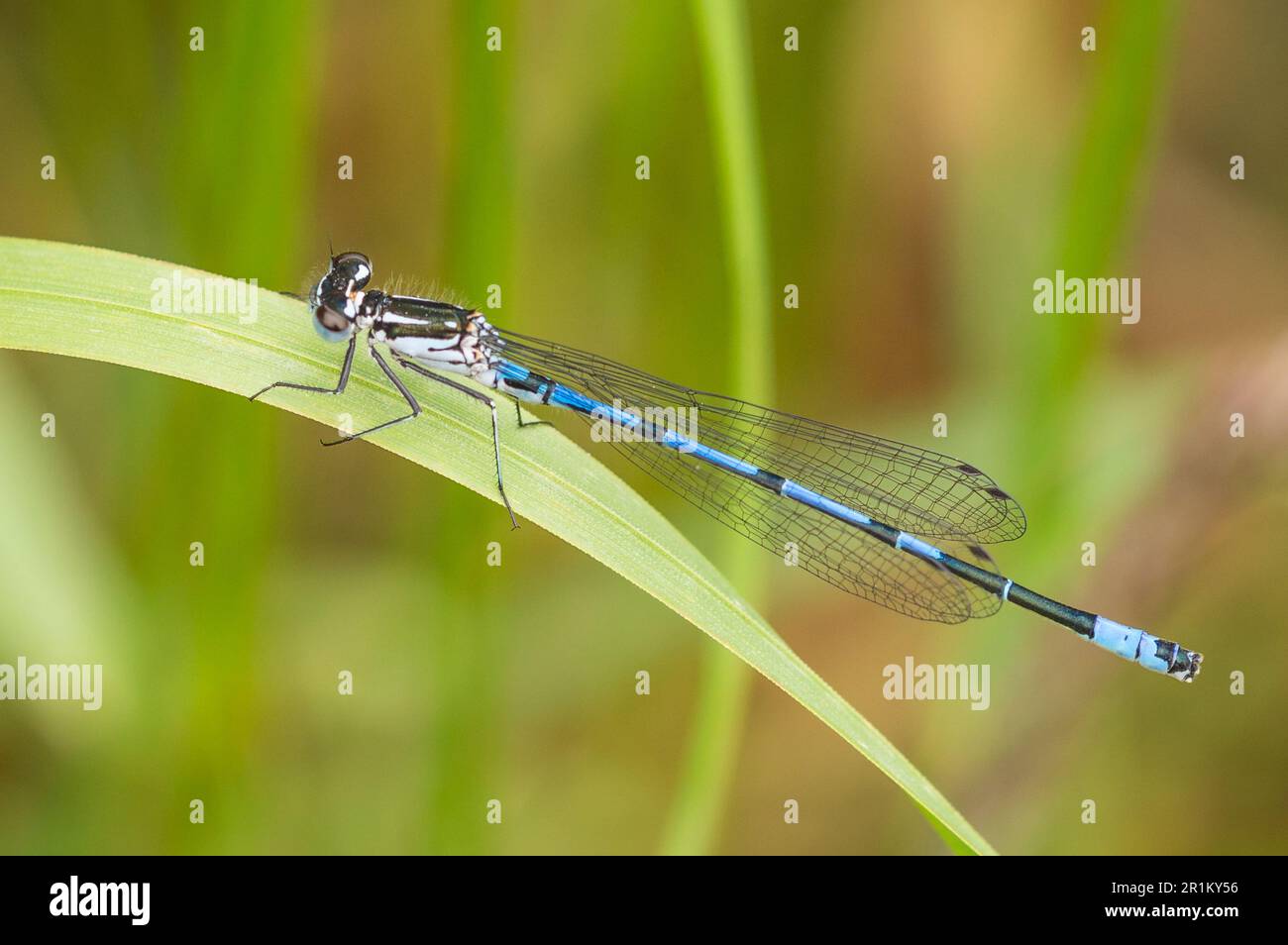 Northern Blue Damselfly Hi res Stock Photography And Images Alamy northern-blue-damselfly-hi-res-stock-photography-and-images-alamy