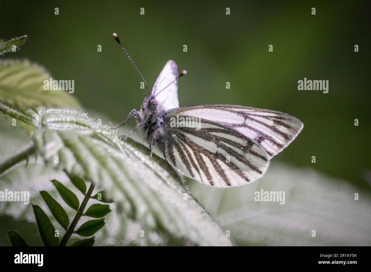 Green-veined White butterfly viewed from underneath on a bramble leaf ...