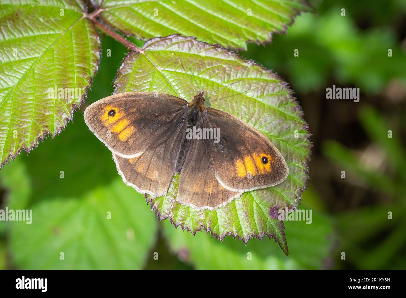 Flat brown butterfly hi-res stock photography and images - Alamy