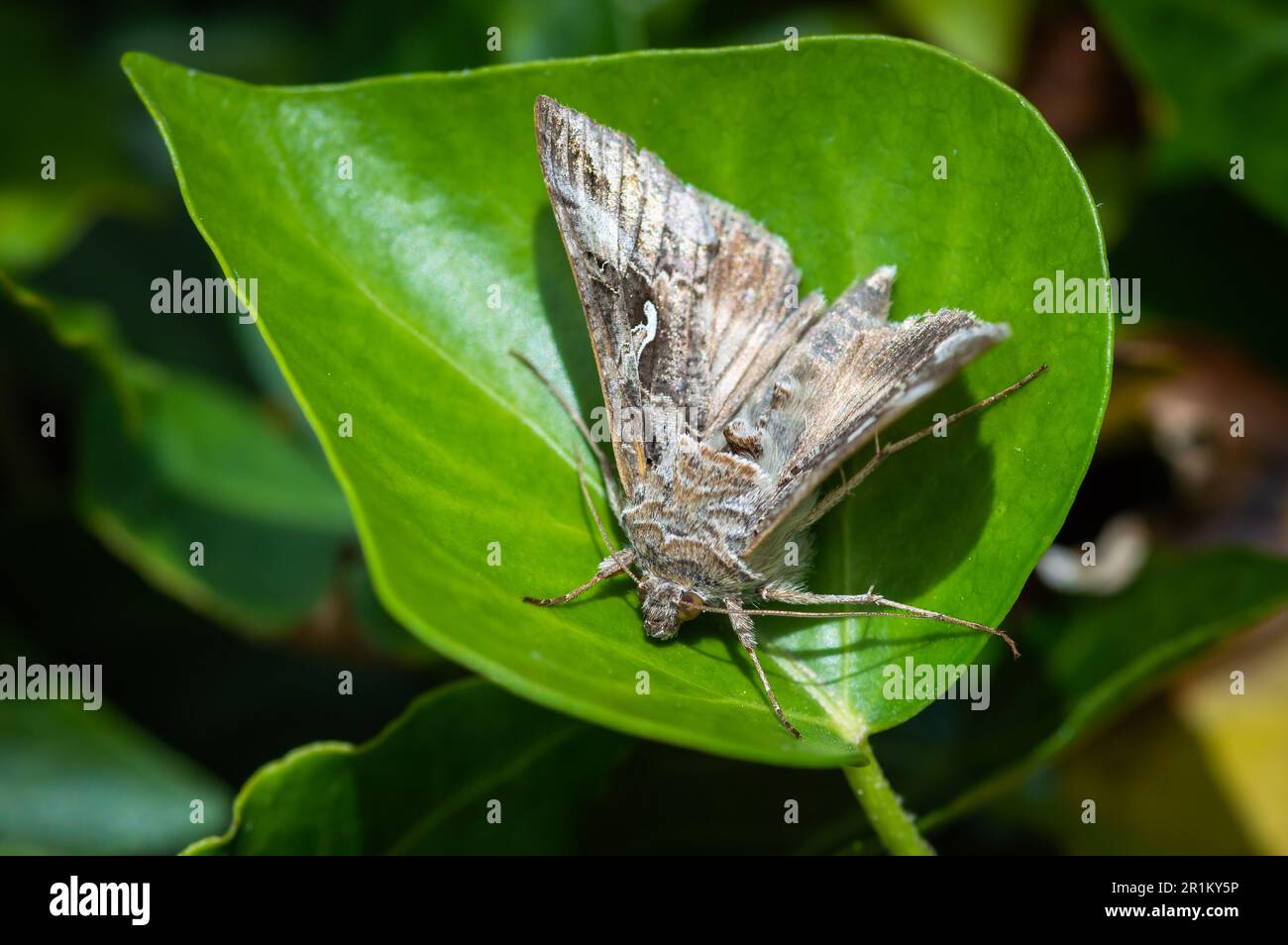 Silver Y moth on an ivy leaf Stock Photo - Alamy