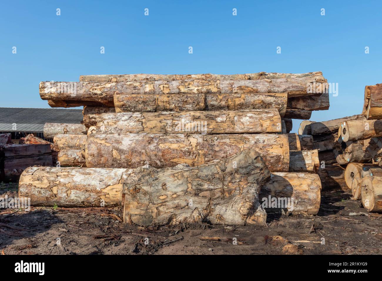 Pile of logs extracted from an area of the Brazilian Amazon forest ...
