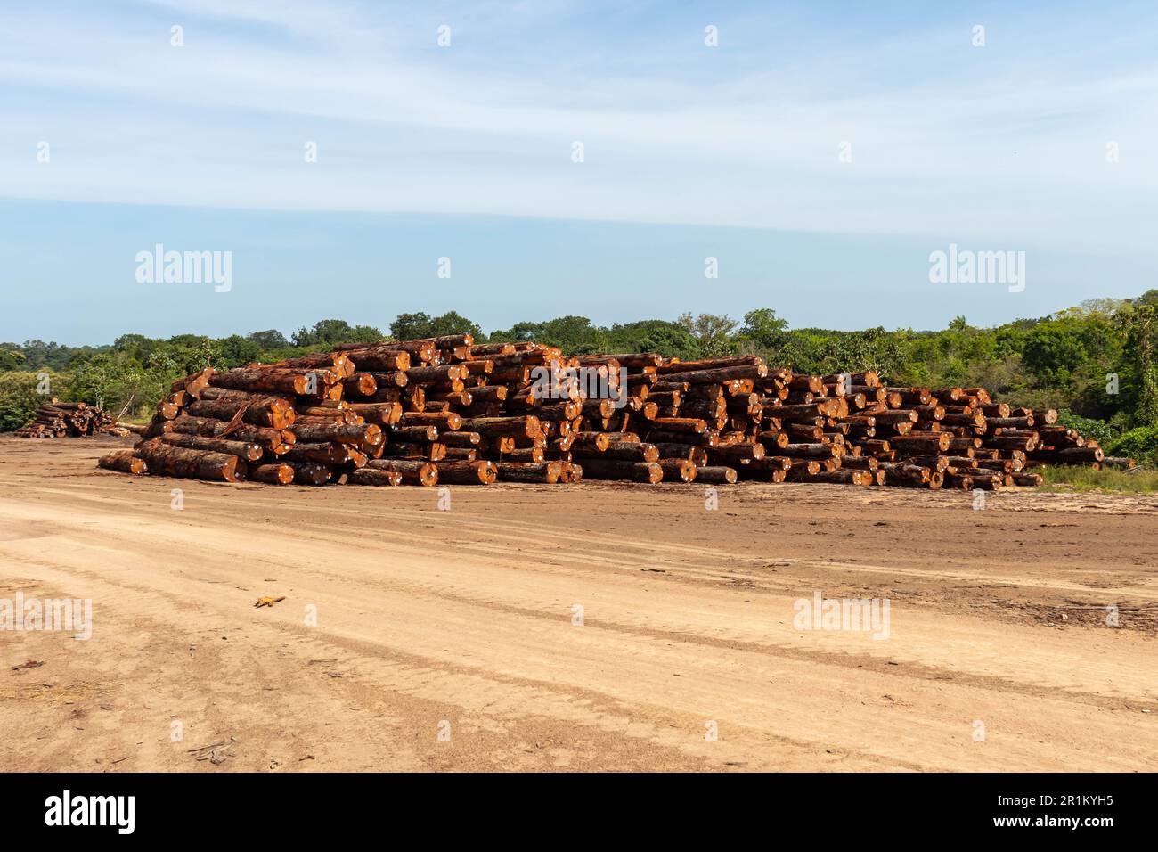 Pile of logs extracted from an area of the Brazilian Amazon forest ...