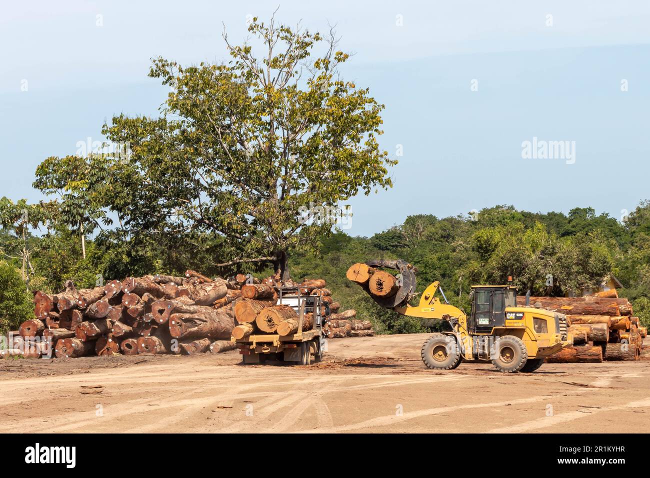 A loader filling a truck with logs extracted from the brazilian Amazon ...