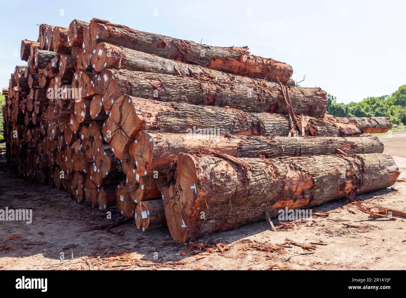 Loggers amazon rainforest hi-res stock photography and images - Alamy