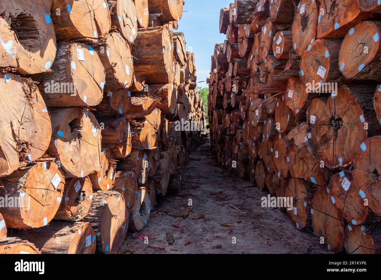 Stack of logs extracted from an area of brazilian Amazon rainforest ...