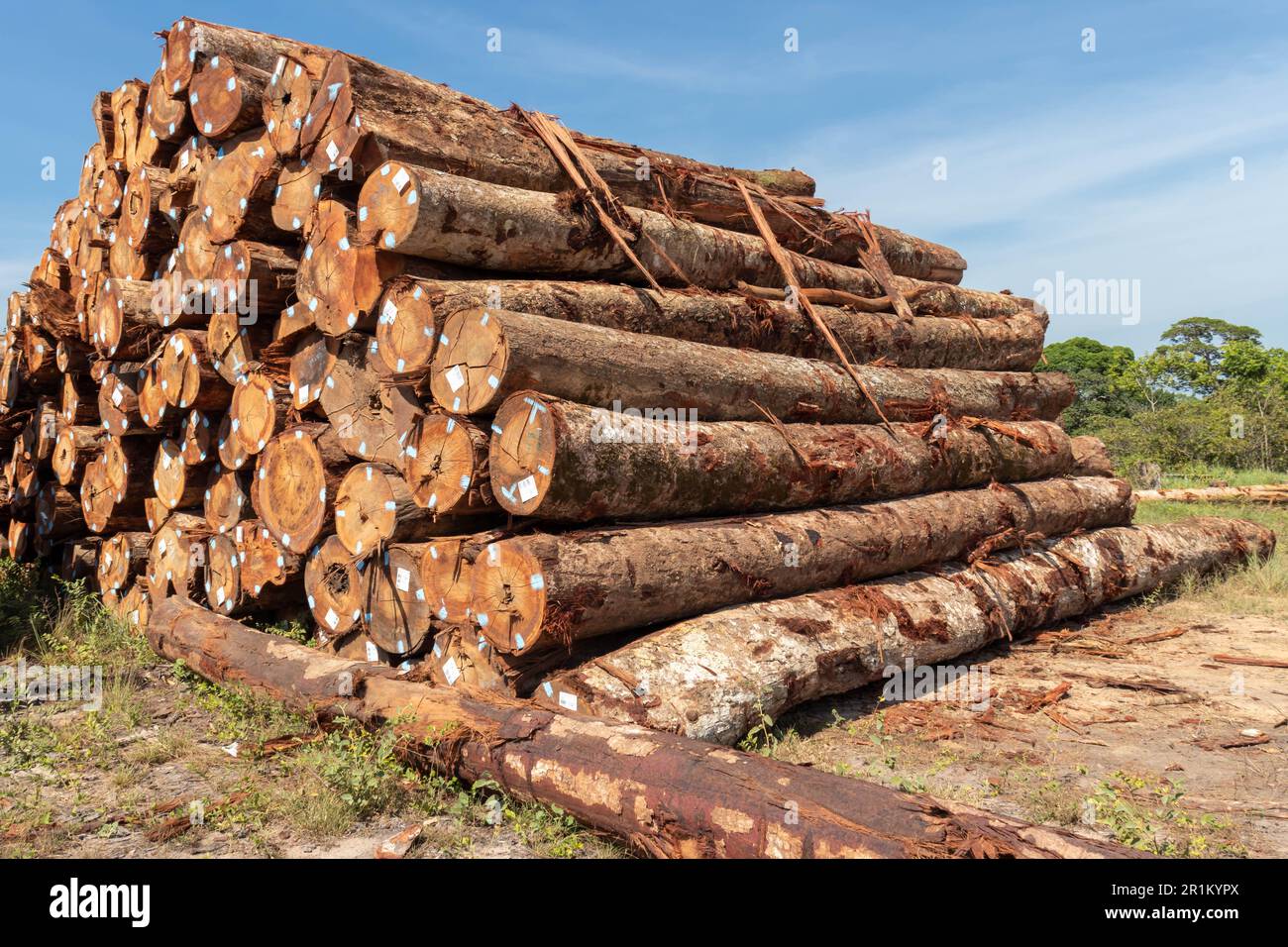 Loggers amazon rainforest hi-res stock photography and images - Alamy