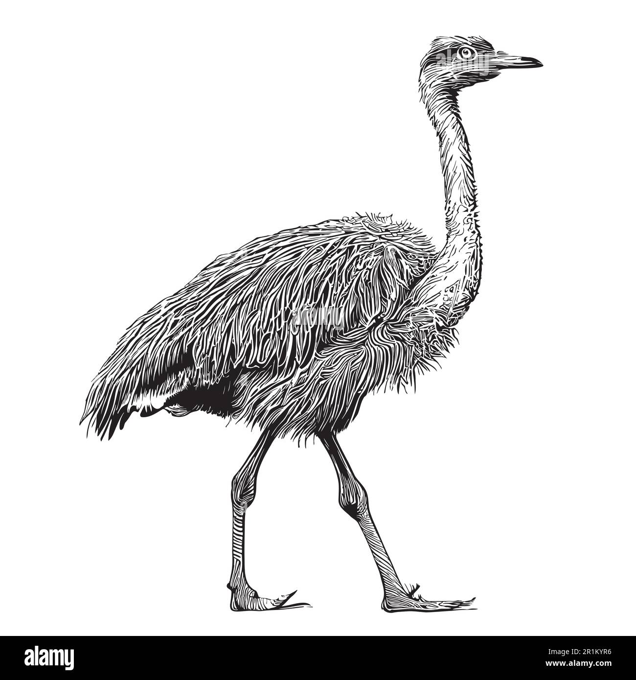 Ostrich hand drawn sketch in doodle style illustration Stock Vector ...