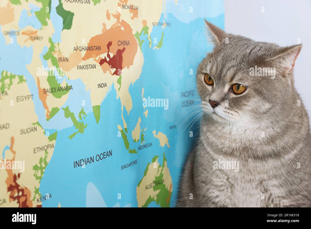 Cute cat near world map, space for text. Travel with pet concept Stock ...