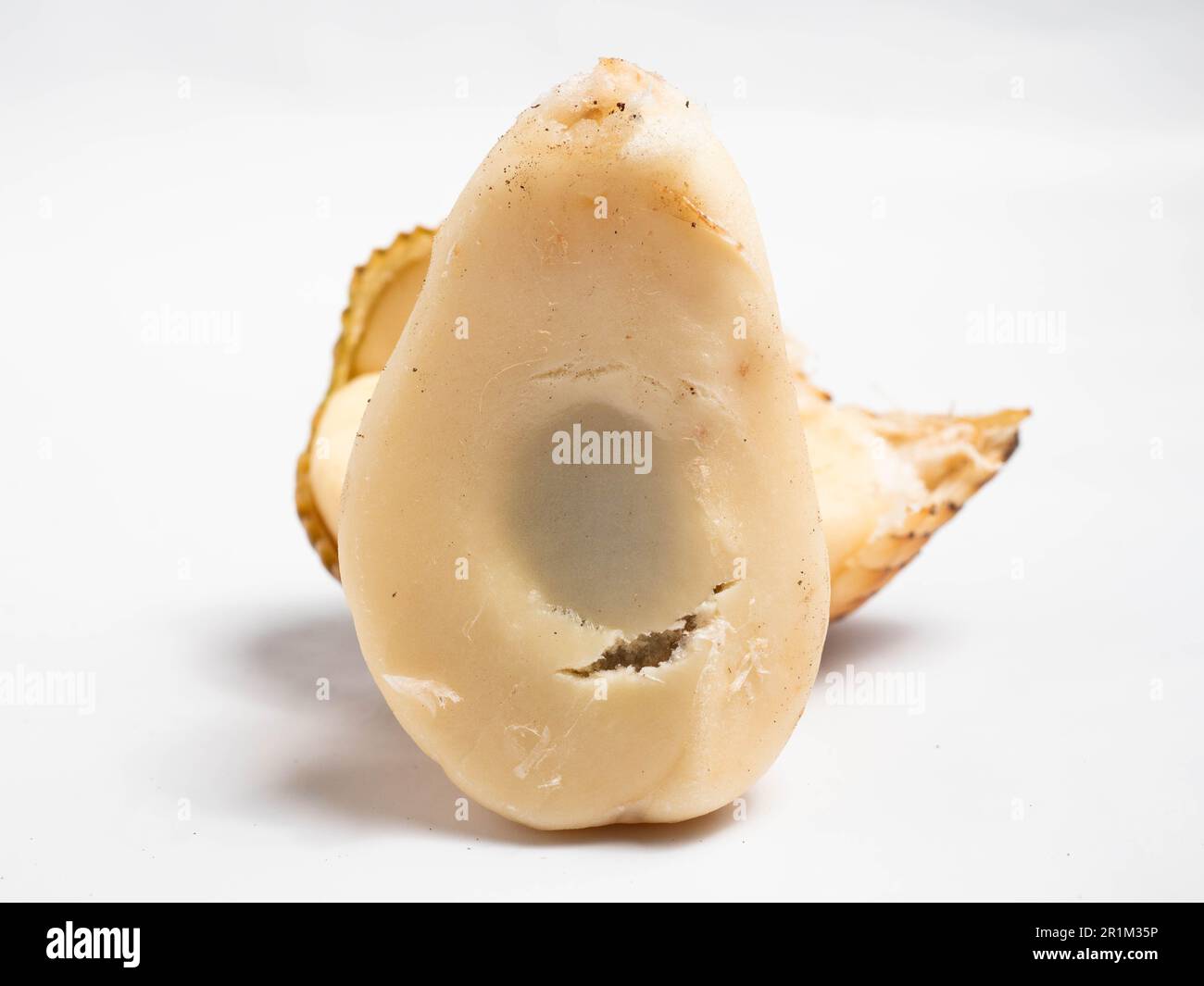 Picture of Salak (Salacca zalacca) is a species of palm tree (family ...