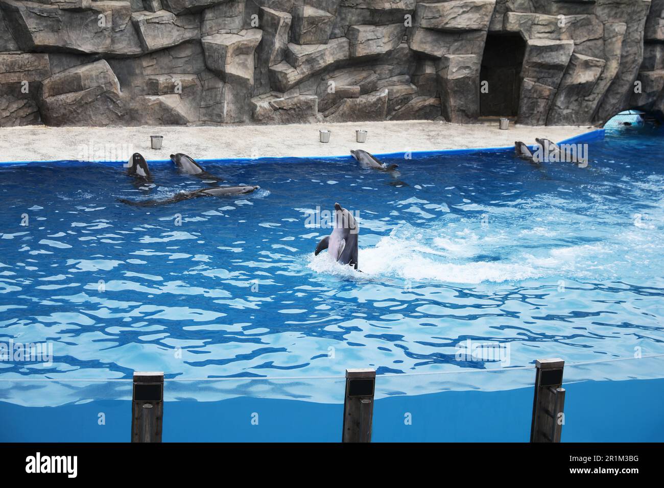 Dolphins swimming in pool at marine mammal park Stock Photo - Alamy