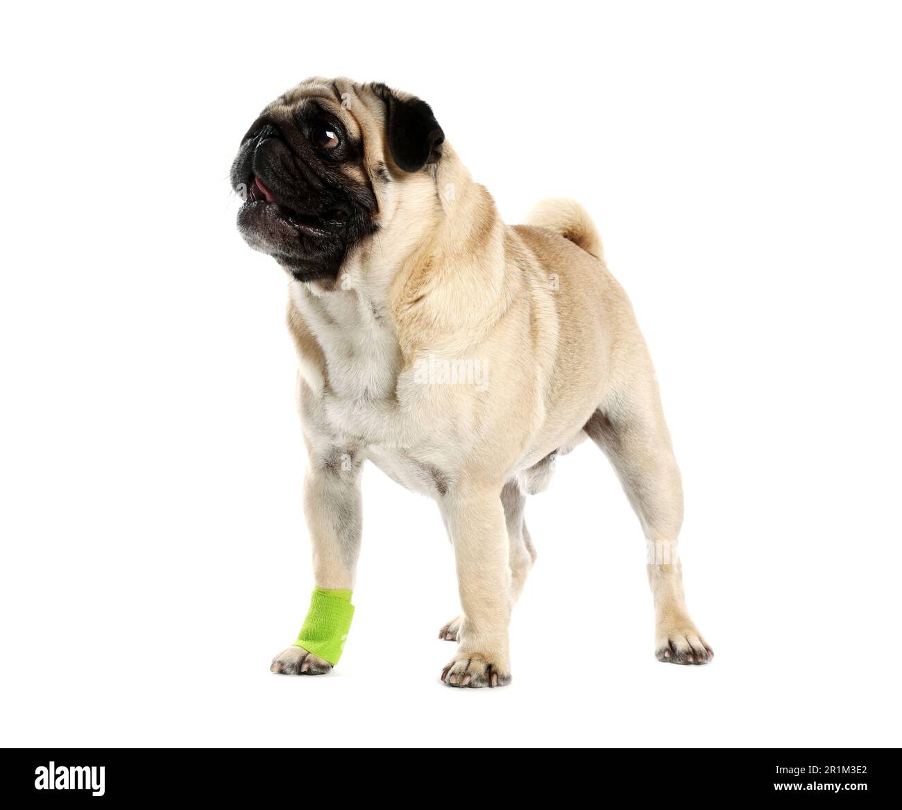 Cute pug dog with paw wrapped in medical bandage on white background ...