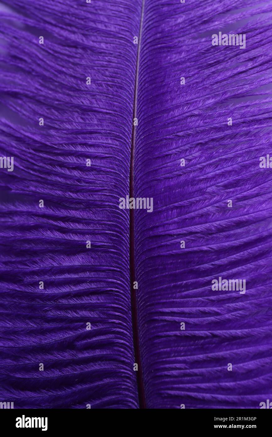 Realistic feather pattern hi-res stock photography and images - Alamy
