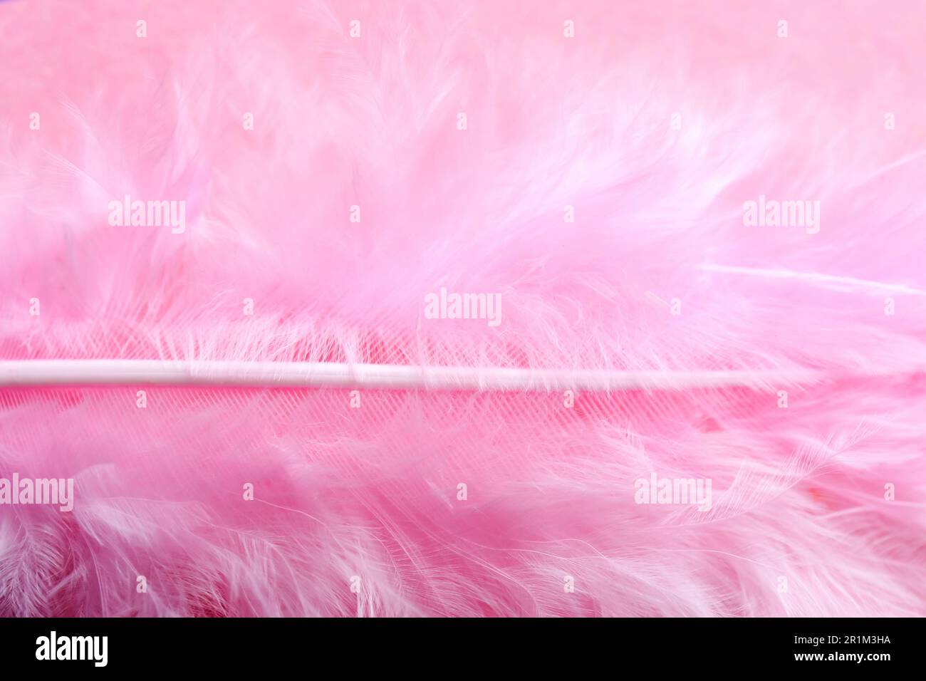Pink fluffy bird real hi-res stock photography and images - Alamy
