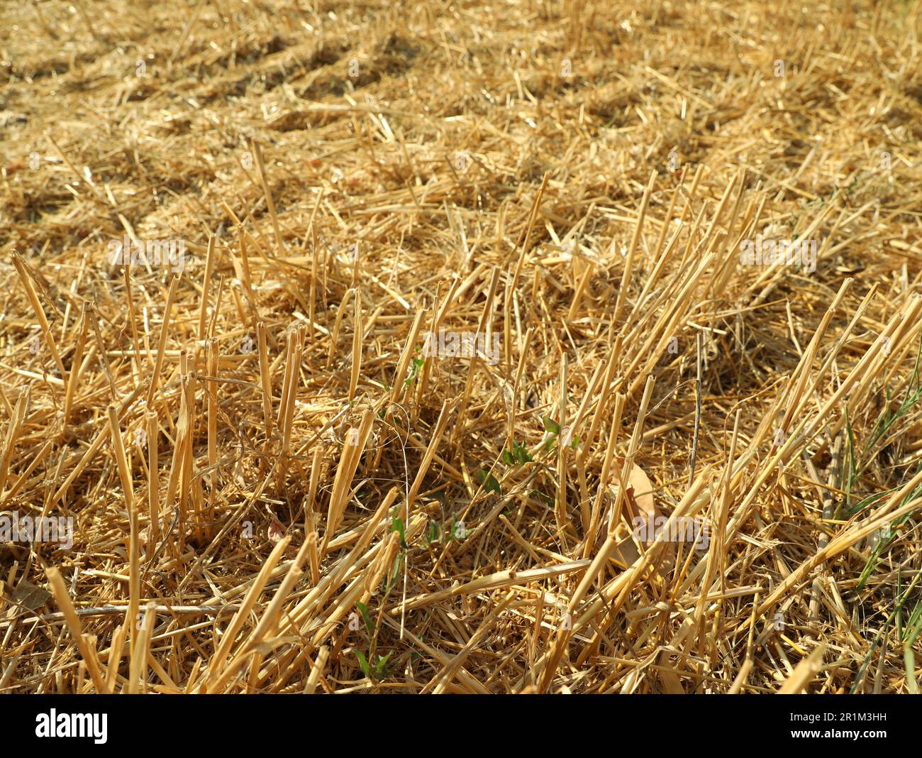 Mowed agriculture hi-res stock photography and images - Alamy