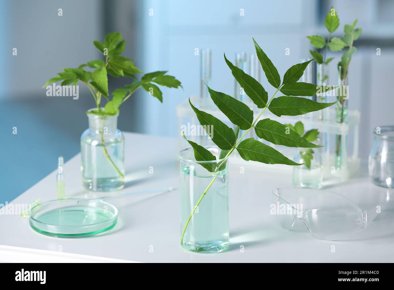 Laboratory glassware with plants on white table Stock Photo - Alamy