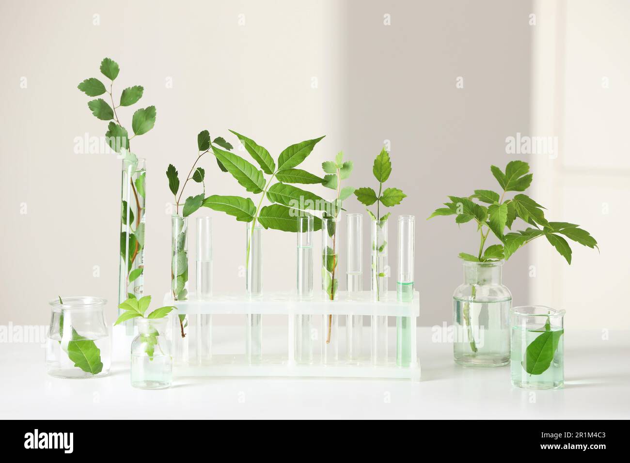 Laboratory glassware with plants on white table Stock Photo - Alamy