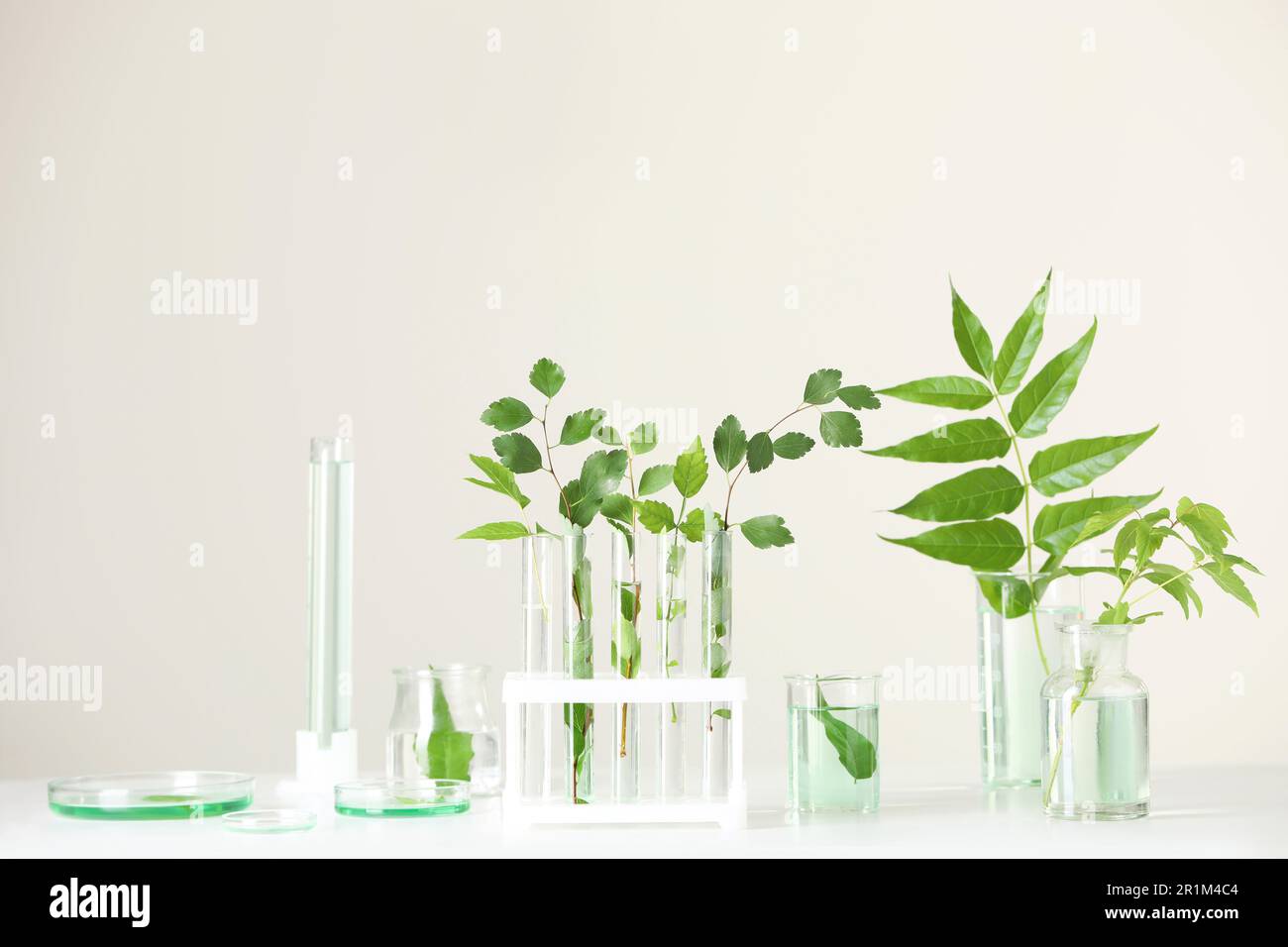 Laboratory glassware with plants on white table Stock Photo - Alamy
