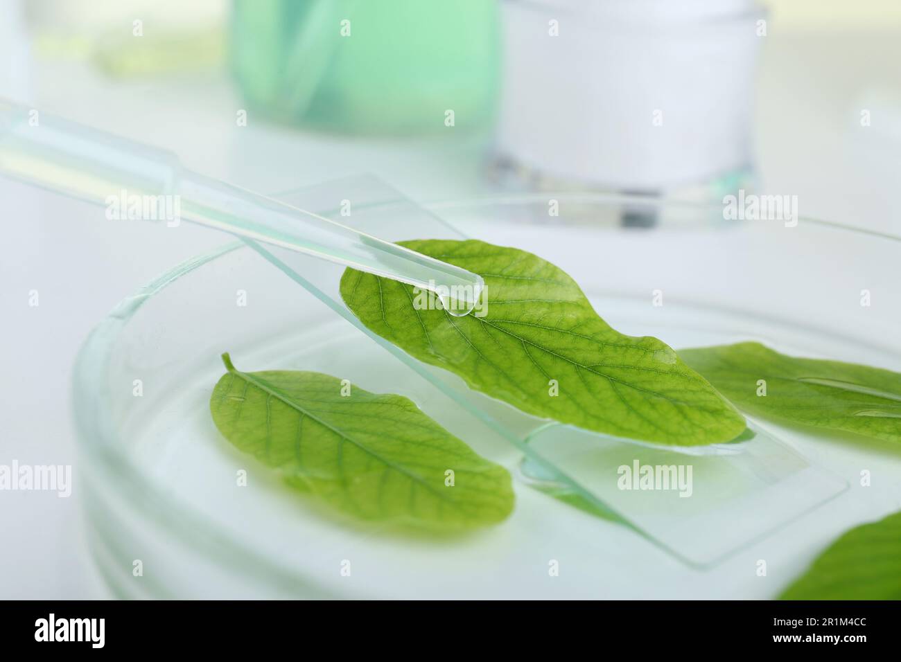 Dripping liquid from dropper onto petri dish with leaf on white table ...