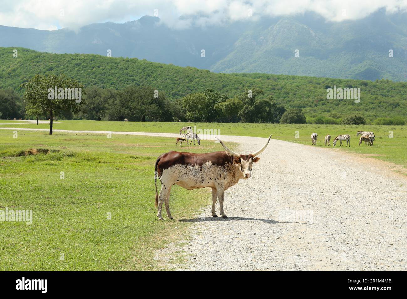 Beautiful Ankole cow on road in safari park Stock Photo - Alamy