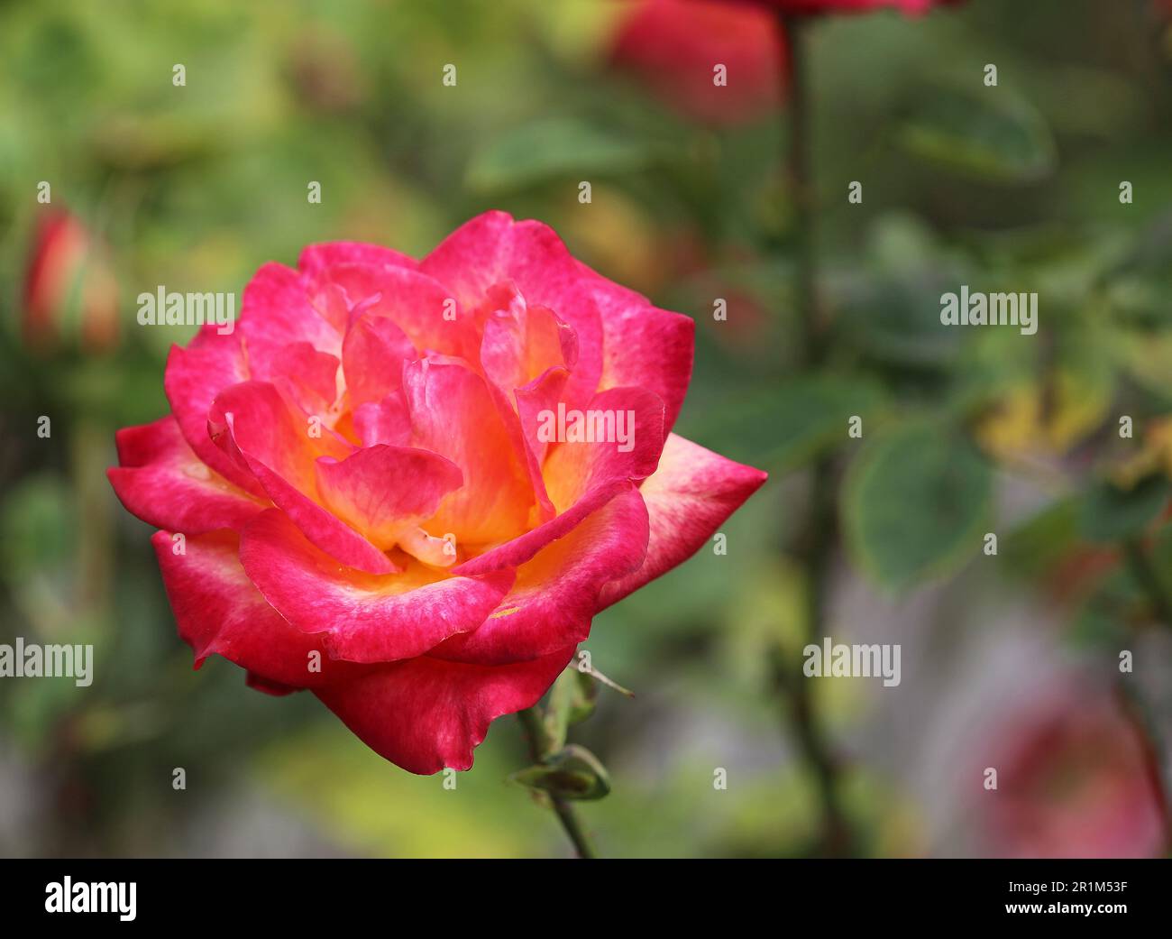 Red yellow rose hi-res stock photography and images - Alamy