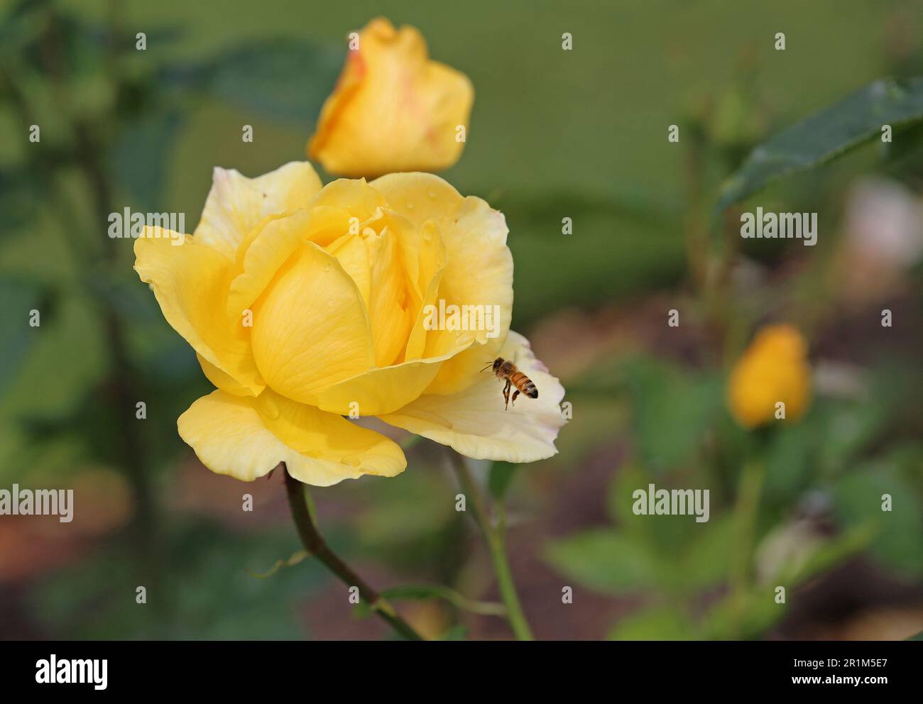 Yellow rose and bee Stock Photo - Alamy